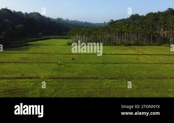 Village scenery kerala Stock Videos & Footage - HD and 4K Video Clips ...