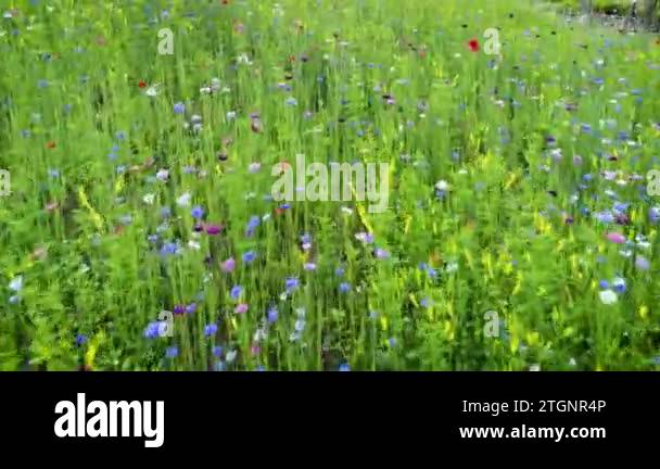 Wildflower garden Stock Videos & Footage - HD and 4K Video Clips - Alamy