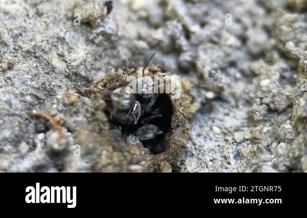 A close-up or macro videography of the Indian Stingless bee or Dammar ...