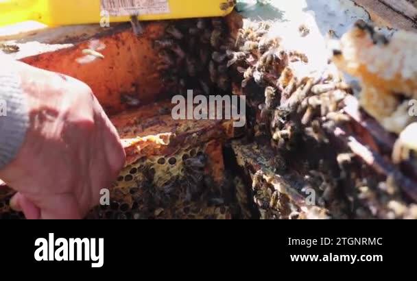 beekeeper moves the frames with honeycombs, with bees and honey with ...