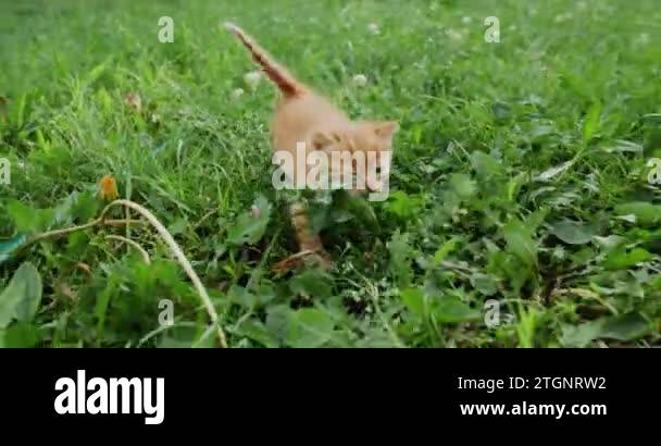 Adorable stray animal Stock Videos & Footage - HD and 4K Video Clips ...