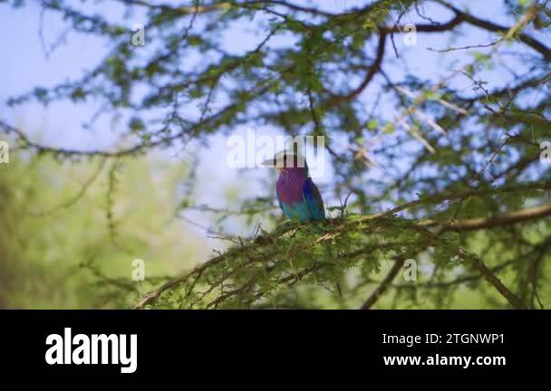 A small bird sits in the green branches of a tree and looks around on ...