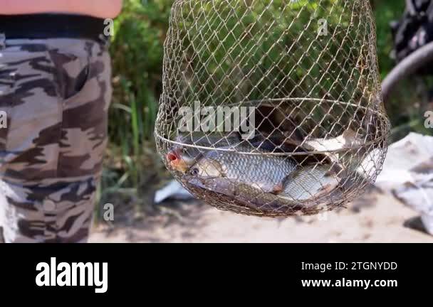 Fisherman Showing the Catch of Caught Live Fish, Crucian Carp in a ...