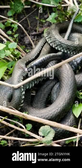 Vertical Screen: Big Snake in European Wildlife, Black Snakeskin ...