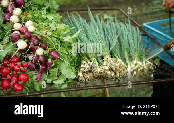 Onion water washing spring sibies scallion stem stalk Allium cepa thick ...