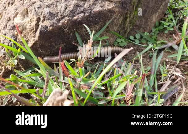 Millipede walking the field in rainy season. Red Millipedes. It is a ...