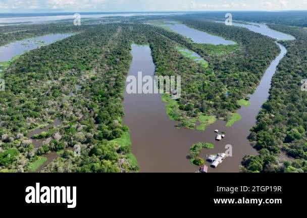 Nature tropical Amazon forest at Amazonas Brazil. Mangrove forest ...