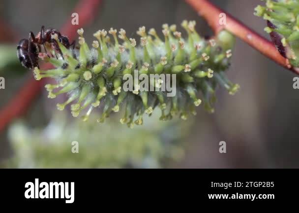 Willow work Stock Videos & Footage - HD and 4K Video Clips - Alamy