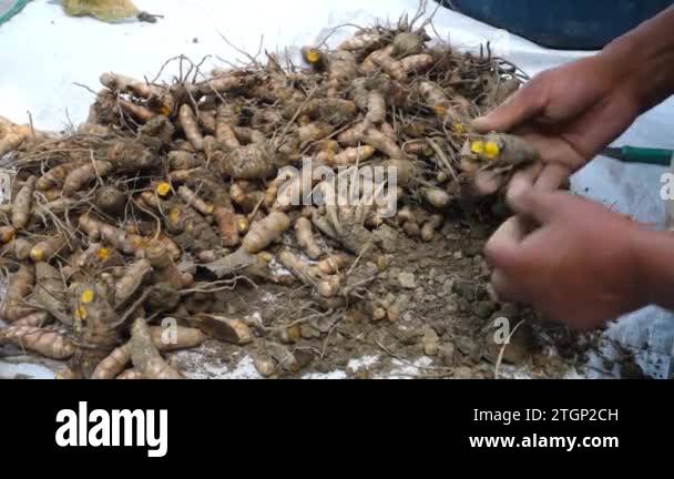 A farmer processing turmeric roots post harvest. Turmeric is a common ...