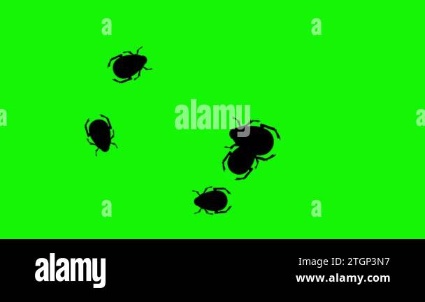 Group of bugs walking animation green screen chroma key Stock Video ...