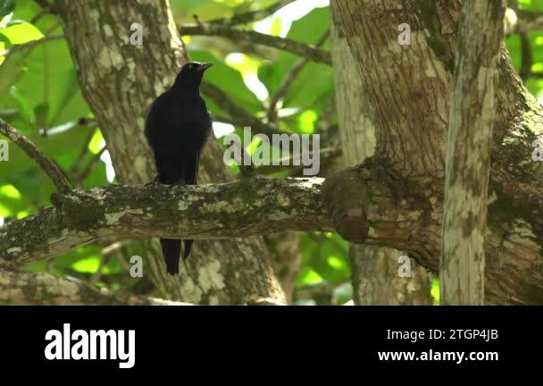 Caribbean zanate Stock Videos & Footage - HD and 4K Video Clips - Alamy