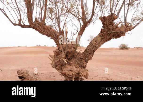 Tamarisk tree in the Sahara desert of South Morocco. Dry, arid desert ...