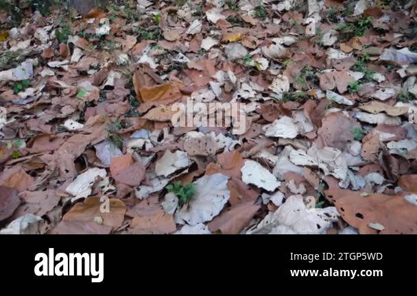 Sal tree Stock Videos & Footage - HD and 4K Video Clips - Alamy