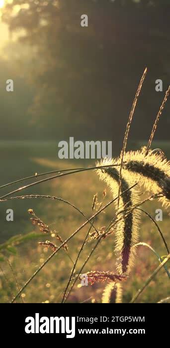 Grasses vertical Stock Videos & Footage - HD and 4K Video Clips - Alamy