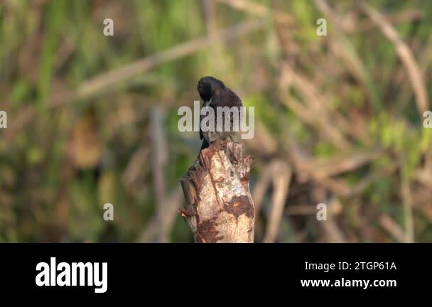 A red vented bulbul perched on a cut off tree in the Chitwan National ...