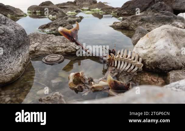 The death of marine animals, a dead dolphin. Plastic pollution ...