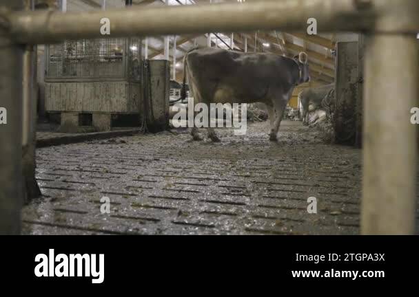 Dairy cows living on a dairy farm, dirty floors inside the stable where ...
