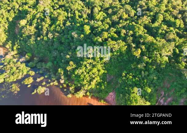Nature aerial view of Amazon forest at Amazonas Brazil. Mangrove forest ...