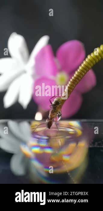 An ant standing at the edge of a passion fruit tendrils looking at its ...