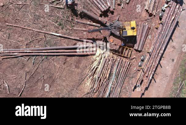 Loader log grab in during clearing land the deforestation forest for ...