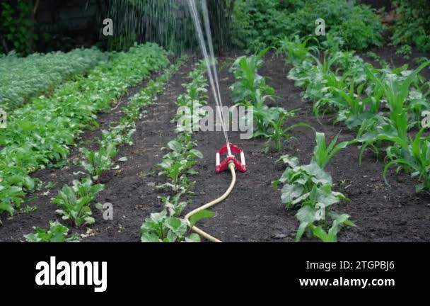 Watering crops in the garden. The smart garden is activated with a ...