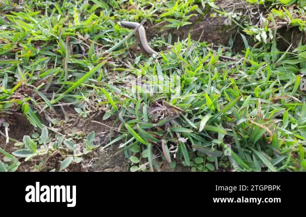 Millipede walking the field in rainy season. Red Millipedes. It is a ...