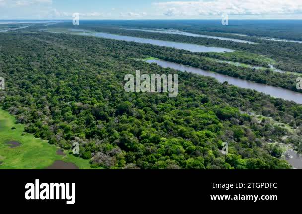 Nature tropical Amazon forest at Amazonas Brazil. Mangrove forest ...