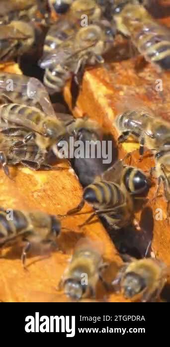 Vertical screen: Honey bees in their natural habitat. Insects move in a ...