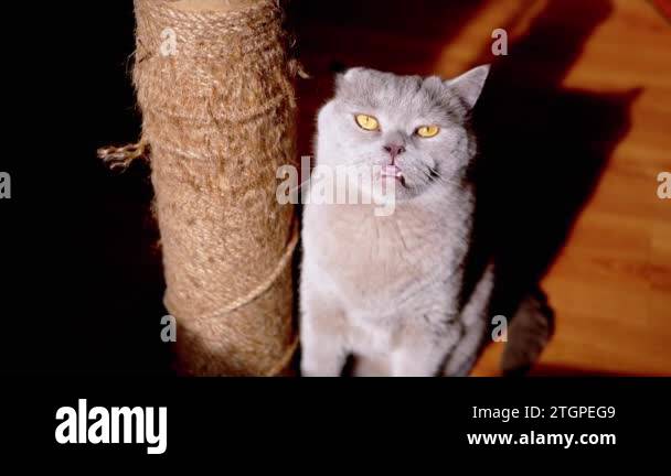 Gray Fluffy Scottish Cat Sits Next to a Scratching Post in the Rays of ...