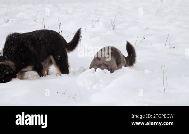 Two stray dogs. Two dogs are wandering around the countryside in sunny ...