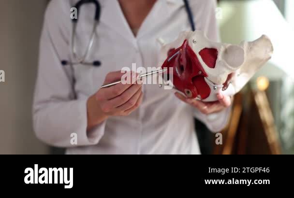 Doctor points to pelvic bones of anatomical model of small pelvis ...