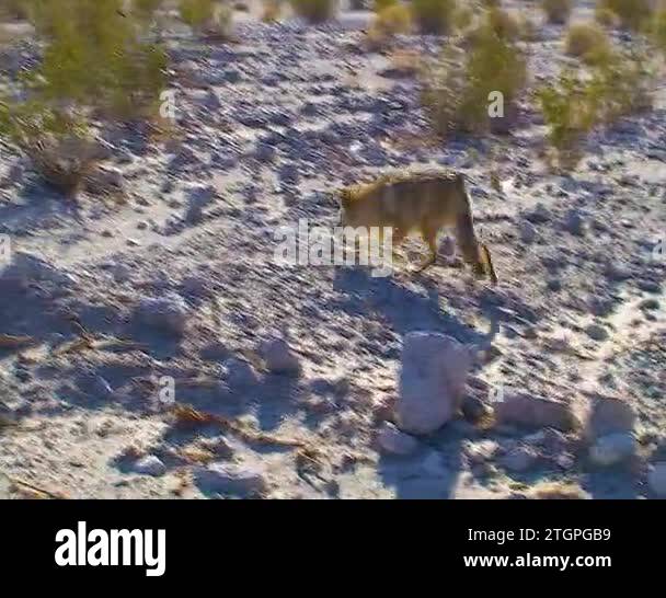 Desert predator Stock Videos & Footage - HD and 4K Video Clips - Alamy