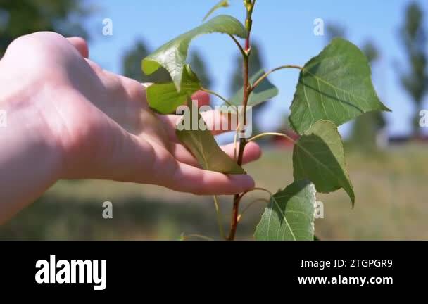 Female Hand Touching a Branch with Green Poplar Leaves in Rays of ...
