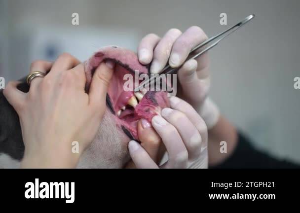 Dog dental cavity Stock Videos & Footage - HD and 4K Video Clips - Alamy