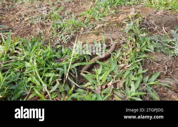 Millipede walking the field in rainy season. Red Millipedes. It is a ...