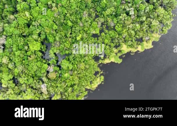 Nature aerial view of Amazon forest at Amazonas Brazil. Mangrove forest ...