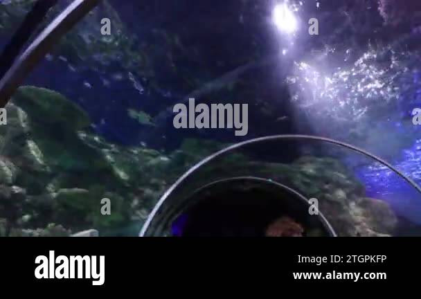 A shoal of different types of fish in the aquarium of Discovery Place ...