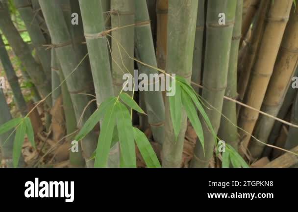 Bamboo, bamboo plants are evergreen perennial flowering plants ...