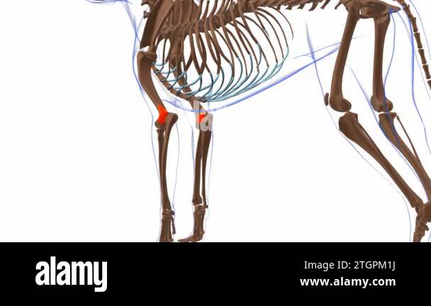 Anconeus muscle Dog muscle Anatomy For Medical Concept 3D Animation ...