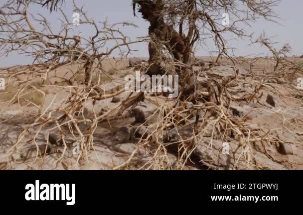 Acacia tree in the Sahara desert of South Morocco. Dry, arid desert ...