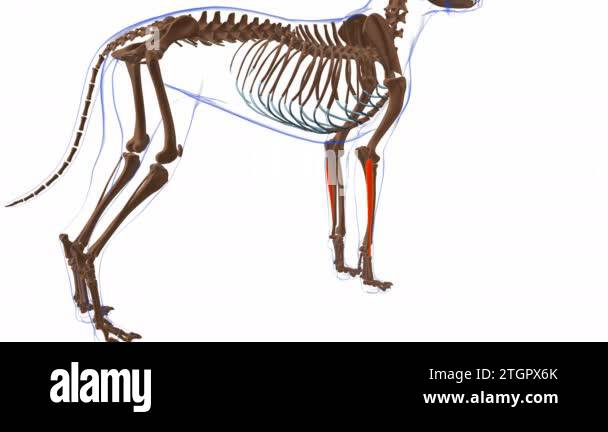 Extensor Carpi Ulnaris muscle Dog muscle Anatomy For Medical Concept 3D ...