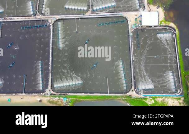 Shrimp aquaculture pollution Stock Videos & Footage - HD and 4K Video ...