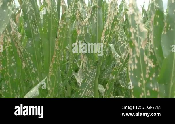 Corn plants wilting and dead after wrong applying herbicide in ...