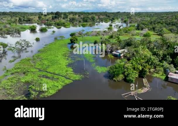 Nature tropical Amazon forest at Amazonas Brazil. Mangrove forest ...