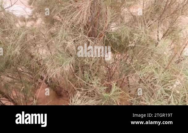 Tamarisk tree in the Sahara desert of South Morocco. Dry, arid desert ...