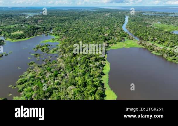 Nature aerial view of Amazon forest at Amazonas Brazil. Mangrove forest ...