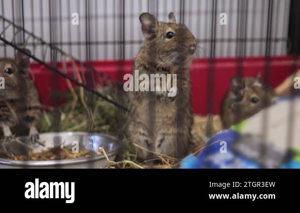 Common degus Stock Videos & Footage - HD and 4K Video Clips - Alamy