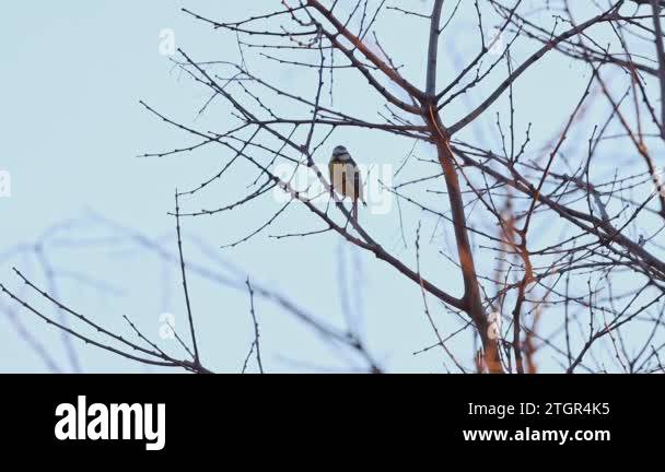Parus parus major Stock Videos & Footage - HD and 4K Video Clips - Alamy
