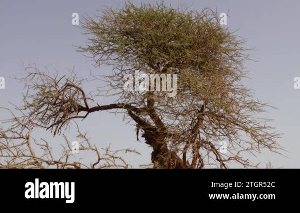 Desert landscape acacia tree Stock Videos & Footage - HD and 4K Video ...