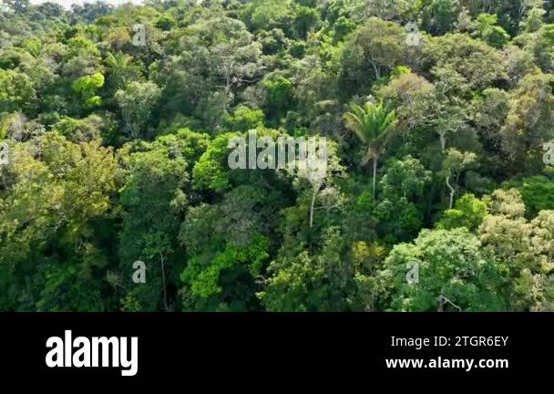 Nature tropical Amazon forest at Amazonas Brazil. Mangrove forest ...